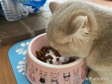 这几个哄你家“猫祖宗开心”的小妙招，包学会 知乎