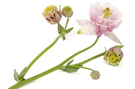 Aquilegia의 장미 꽃 유역 클로즈업의 꽃 흰색 배경에 고립 건강관리와 의술에 대한 스톡 사진 및 기타 이미지 건강