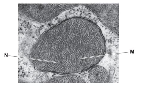 Cell Structure Ocr A Level Biology Exam Questions And Answers 2017