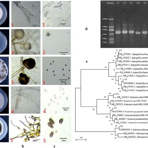 Spore Morphology Of Alternaria Alternata Under The Fluorescence