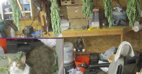 Drying Catnip Album On Imgur