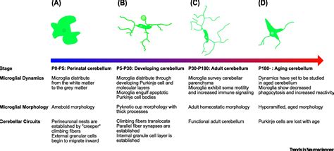 Little Cells Of The Little Brain Microglia In Cerebellar Development