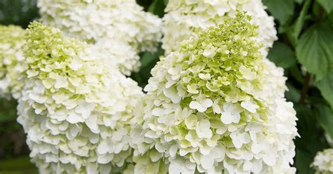 Hydrangea Paniculata Living Magical Moonlight®