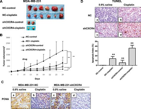 Oncotarget Silencing Of Cxcr4 Sensitizes Triple Negative Breast
