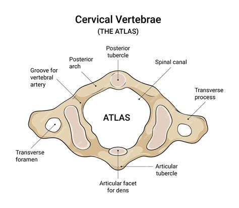Premium Vector Atlas C1 Vertebra Anatomy Diagram
