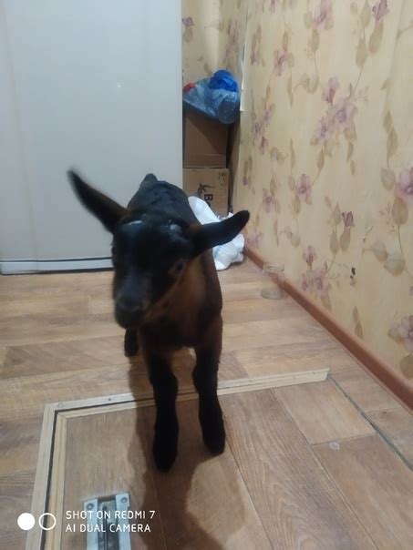 Альпийские козы купить продать ВКонтакте