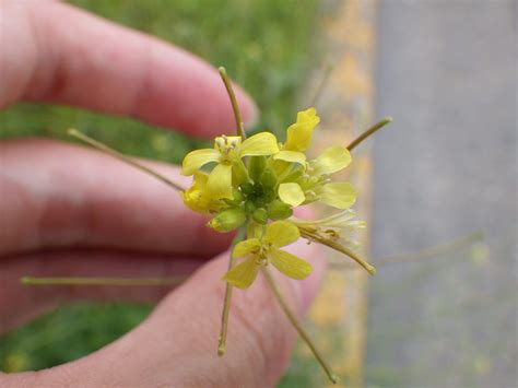 カキネガラシとイヌカキネガラシの違いは似た種類の見分け方を解説 Ecological Notes Web
