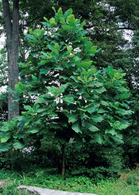 Magnolia Macrophylla Bigleaf Magnolia Siteone