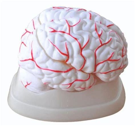 Pvc Human Brain Magnetic Model8 Parts At ₹ 1500piece In Ambala Id