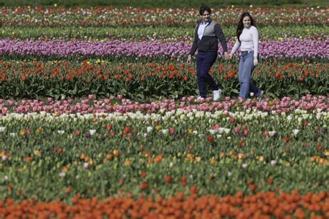 Skagit Valley Tulip Festival Officially Begins Arts And Community