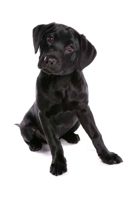 Training Your Month Old Labrador Puppy Otter Tail Kennels