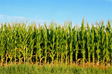 Surprising Corn Facts Reality Of Food