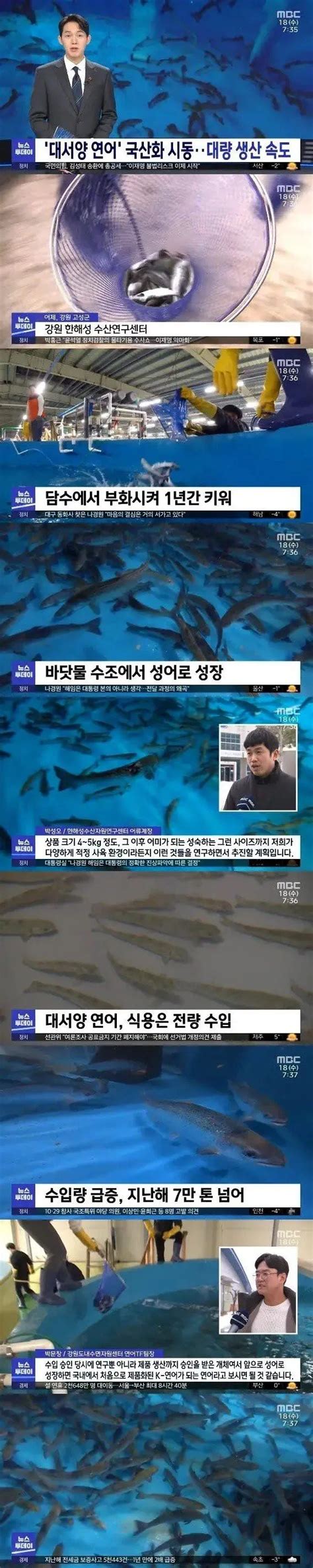 미밐 연어 좋아하는 사람들의 희소식