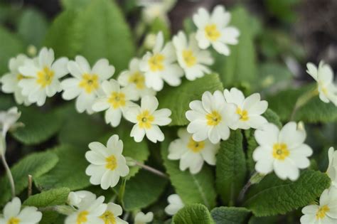 32 Facts About Polyanthus