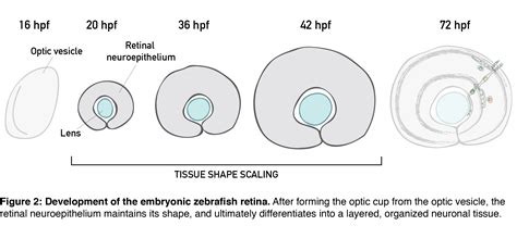 Staying In Shape The Node