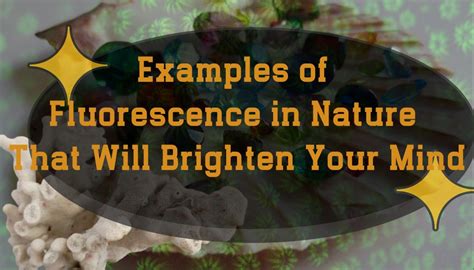 Examples Of Fluorescence In Nature That Will Brighten Your Mind