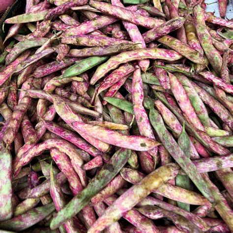 Red Beans Stock Image Image Of Healthy Agriculture 161172933