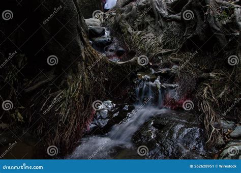 Closeup Of Water Flowing Through Tree Roots And Grass Stock Image Image Of Grass Water 262628951