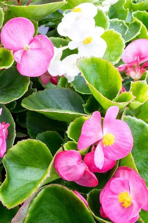 Wax Begonia Care Guide