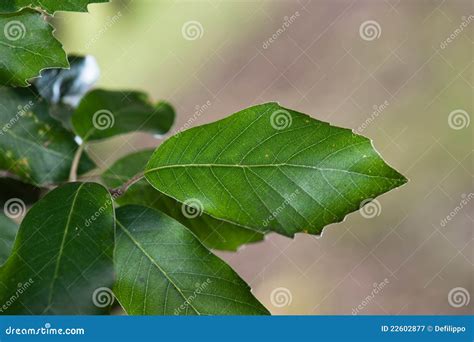 Quercus Ilex Tree Royalty Free Stock Image 141887038