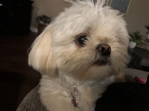 I can’t say no to your sweet face, Roxy : r/Shihtzu