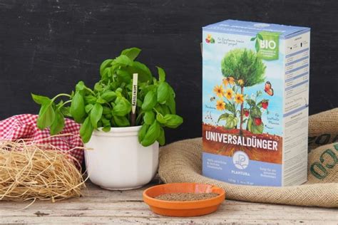 Basilicum Verzorgen Water Geven Bemesten En Correct Snoeien Agri World