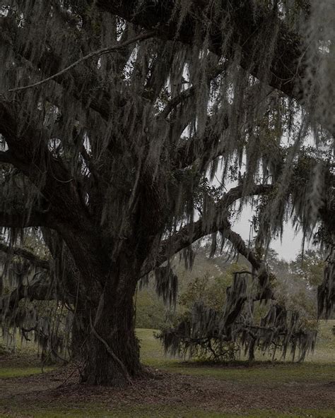 360 Macbeth Images Ideas In 2025 Macbeth Southern Gothic Aesthetic