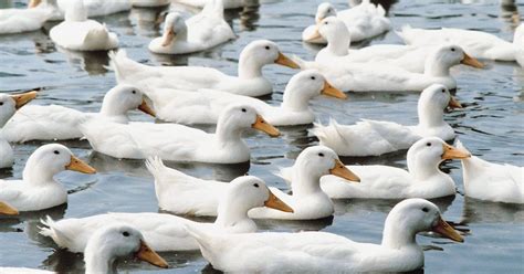 How To Tell The Sex Of A Pekin Duck Ehow Uk