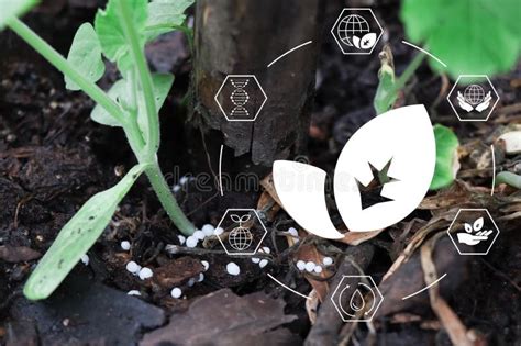 Process Of Plant Growth With Fertilizer And Development Young Tree