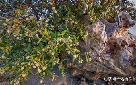 可以食用的野果树种 海榄雌 知乎