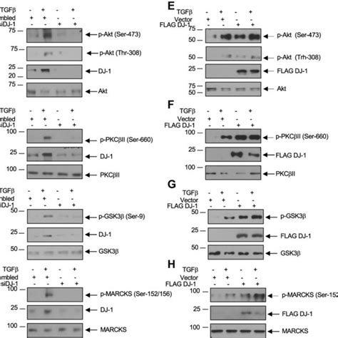 Dj 1 Mediates Tgfβ Stimulated Mtorc2 Activity A D Human Proximal Download Scientific Diagram