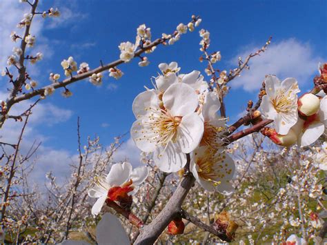 梅ウメ 梅の花 梅林 壁紙写真集 四季の彩り壁紙写真集