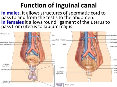 Reproductive Anatomy Flashcards Quizlet