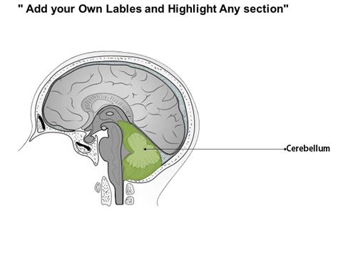Human Central Nervous System Medical Images For PowerPoint PowerPoint Templates