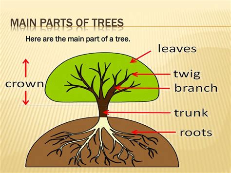 Parts Of A Tree Ppt Download