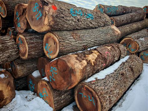 Buy Walnut Wood Logs Online