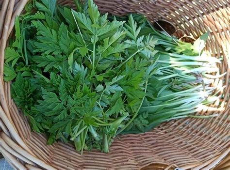提醒生活中常見的這5種野菜或要少吃建議別再當成寶 每日頭條