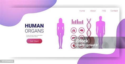 인체 구조 의료 인포 그래픽 포스터 여성 남성 내부 장기 해부학 시스템 보드 전체 길이 수평 전신에 대한 스톡 벡터 아트 및 기타 이미지 Istock