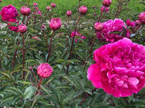 Peony Arcadij Gajdar At Peony Nursery Peonyshop
