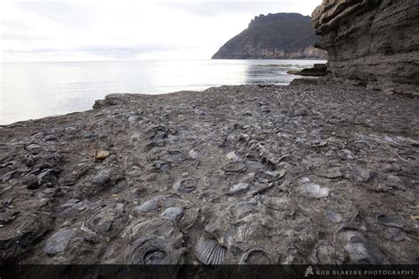 Fossil Cliffs Maria Island Rob Blakers