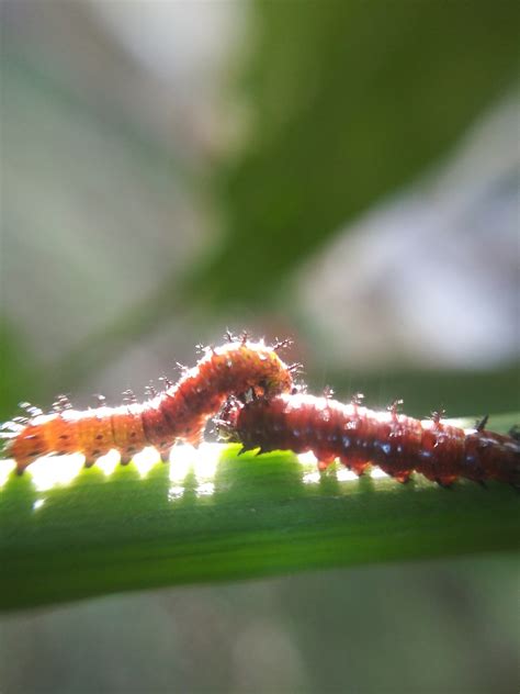 Gusano Plaga Jardin Foto Gratuita No Pixabay Pixabay