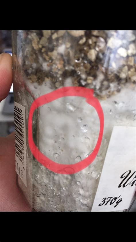 Is That Healthy Mycelium Or A Mold Colonization Started About 40 Days Ago R Shrooms