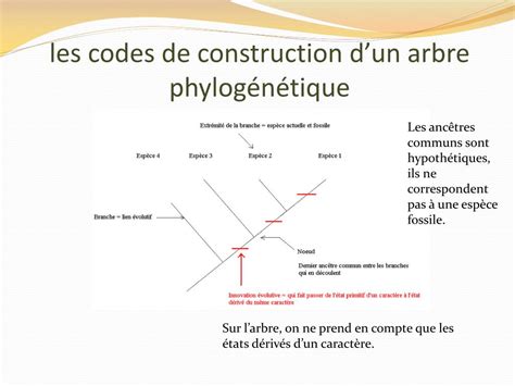 PPT Comprendre la construction dun arbre phylogénétique PowerPoint