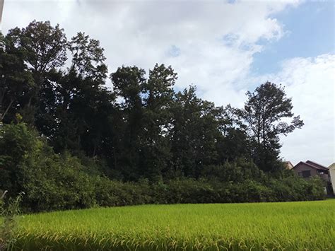 郡家車塚古墳田んぼと家とフェンスと私大阪府高槻市 コフンノート