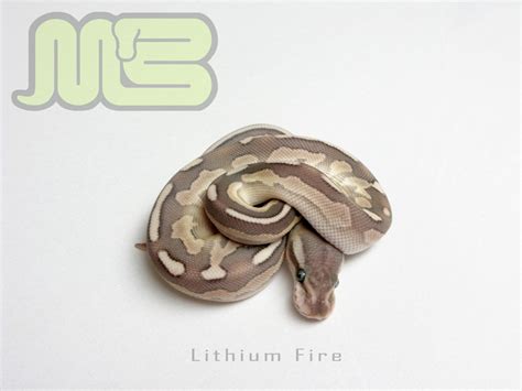 Morph List World Of Ball Pythons