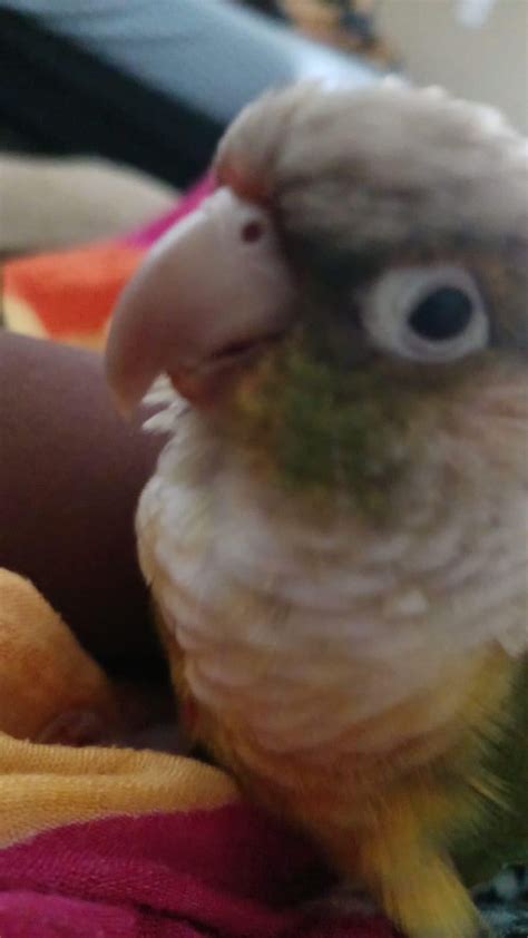My Birb Needs A Girlfriend Where Do I Find Them R Conures
