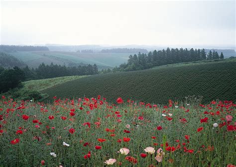 Campo De Flores Rojas Red Flower Field 1920x1363