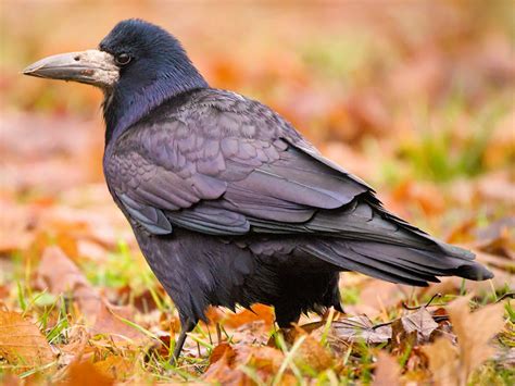 Corvid 19 Beautiful Birds Be Your Own Birder