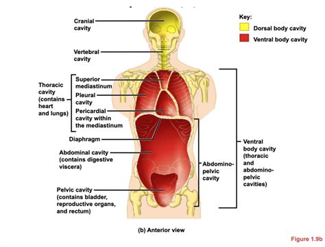 Chapter 1 Diagram Quizlet