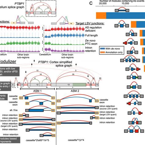 Majiq Efficiently And Accurately Models Quantifies And Visualizes Rna Download Scientific